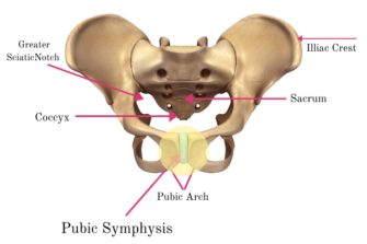 10 Symphysis Pubis Dysfunction Exercises to Relieve Pregnancy Pelvic ...