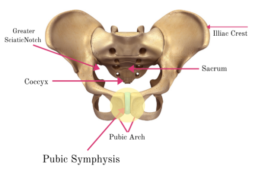10 Symphysis Pubis Dysfunction Exercises to Relieve Pregnancy Pelvic Pain